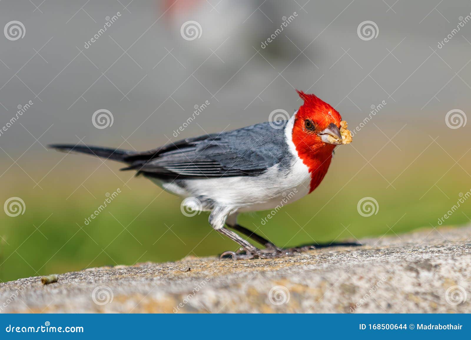 Red-crested Cardinal on Oahu, Hawaii Stock Photo - Image of oahu ...
