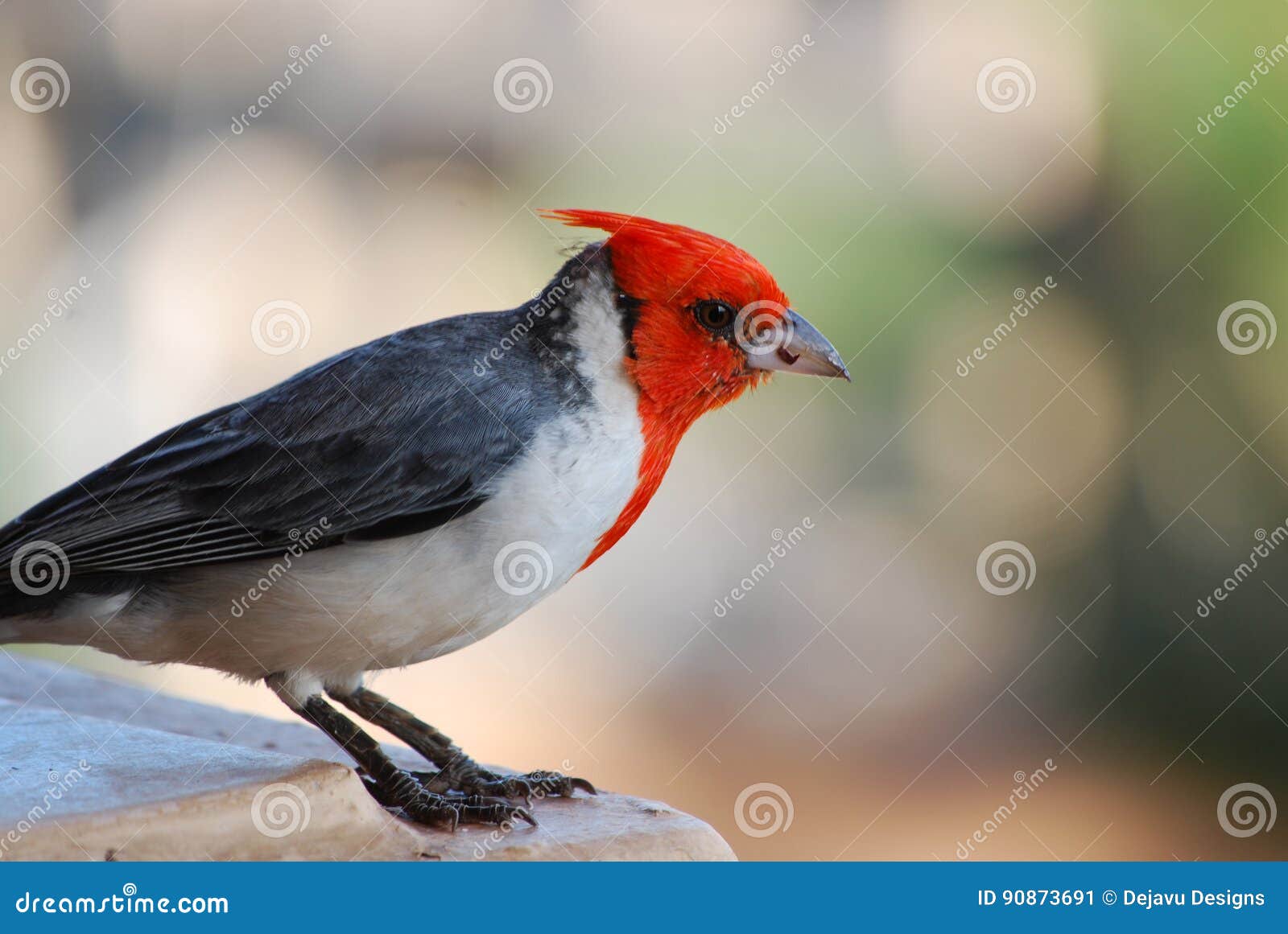 Red Crested Cardinal with a Sharp Beak Stock Image - Image of nature ...