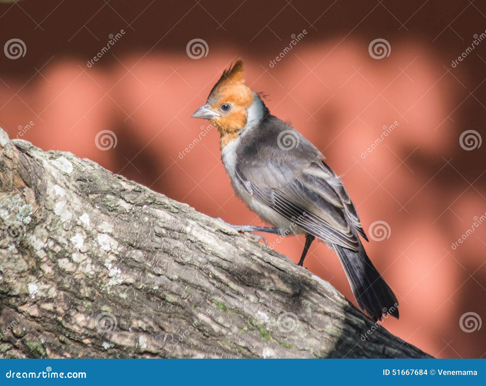 Red crested cardinal stock photo. Image of natural, beak - 51667684