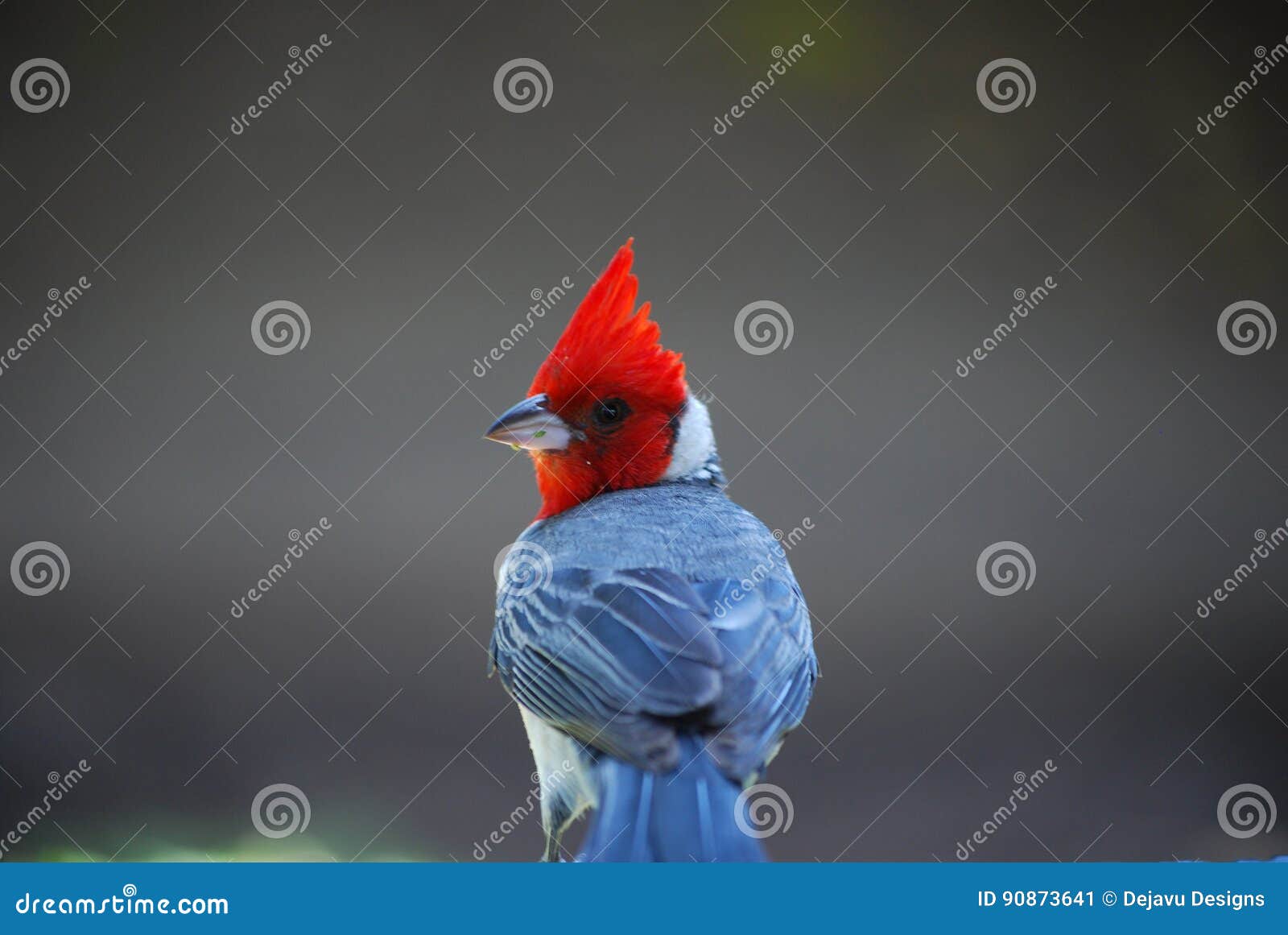 Red Crested Cardinal with a Tall Red Crown Stock Image - Image of ...