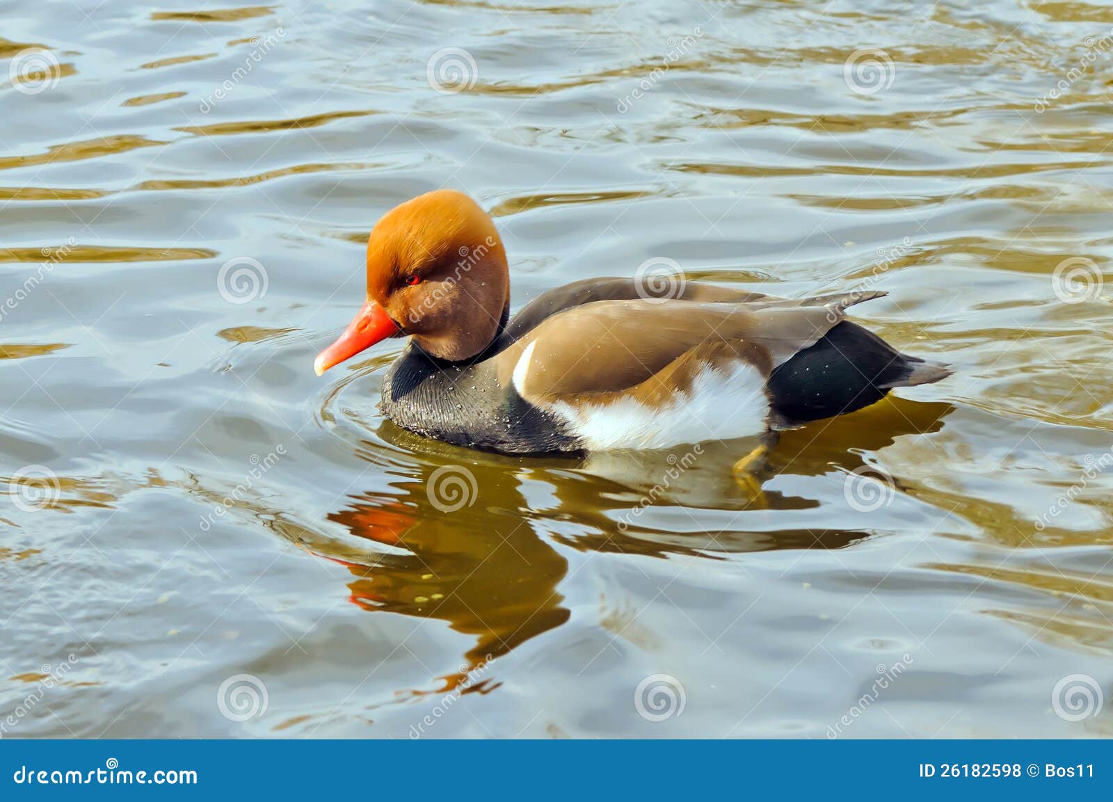 Red Crested Duck (Netta Rufina) Stock Photo - Image of bird, brown ...