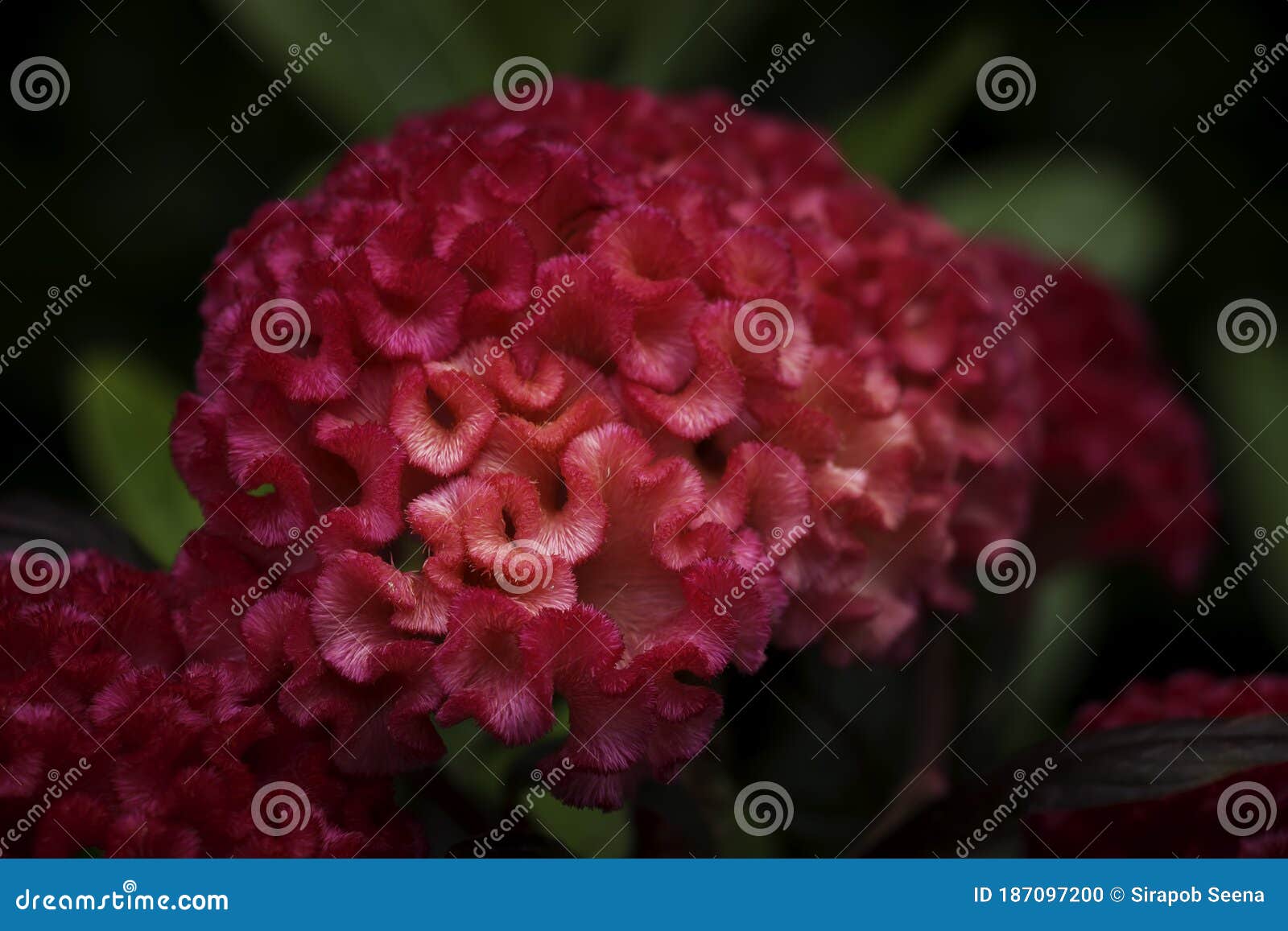 Red crested flower stock photo. Image of colorful, closeup - 187097200