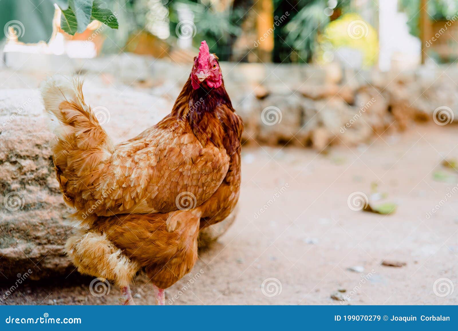Red-crested Laying Hen in the Wild in a Backyard Stock Image - Image of ...