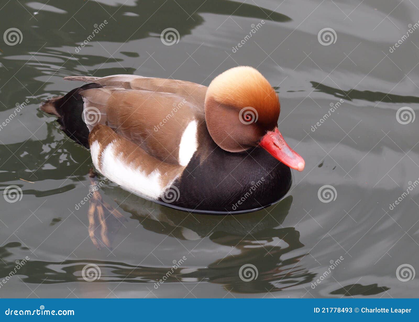 Red Crested Pochard Duck stock image. Image of wildlife - 21778493