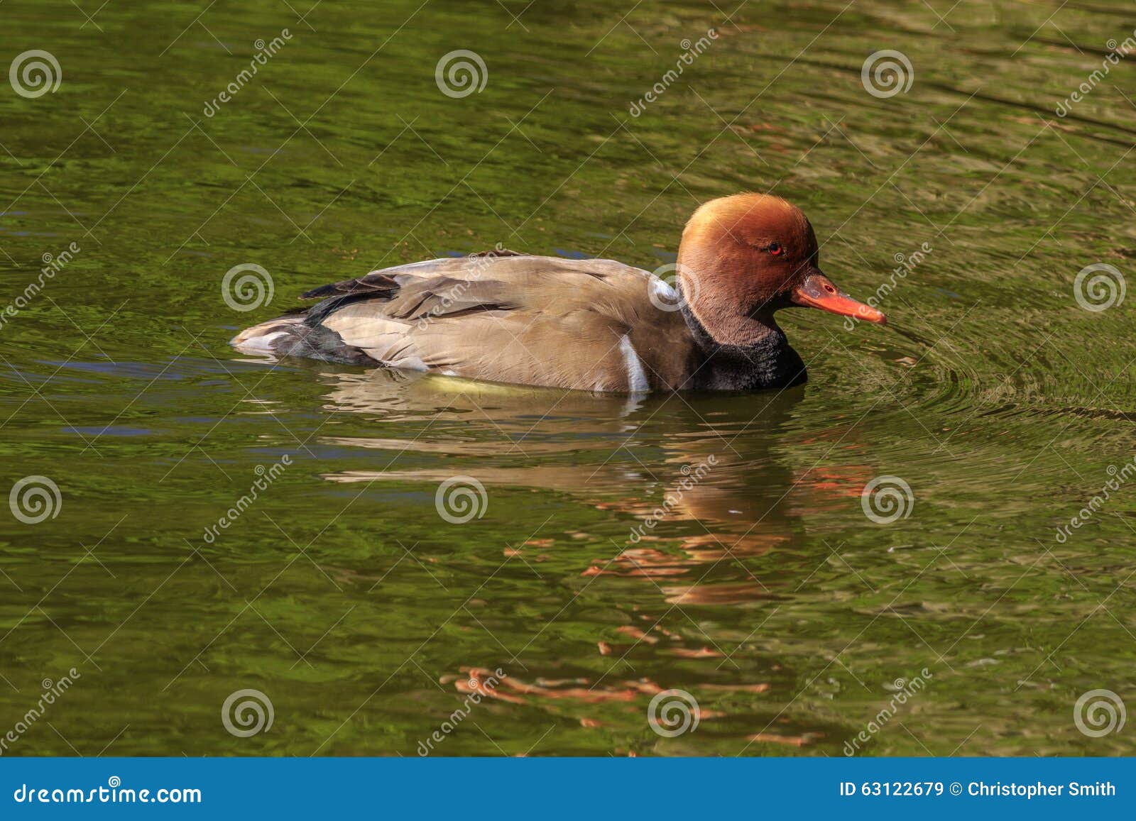 Red-crested Pochard, Netta Rufina Stock Image - Image of male, bird ...