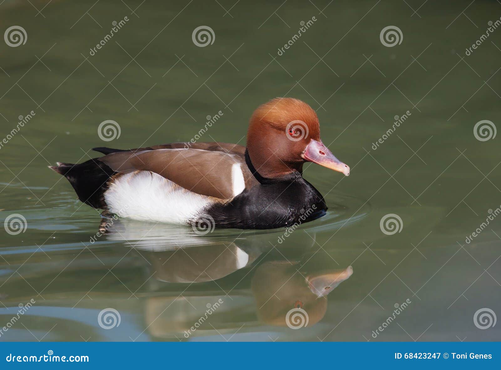 Red-crested Pochard (Netta Rufina) Stock Image - Image of valencia ...