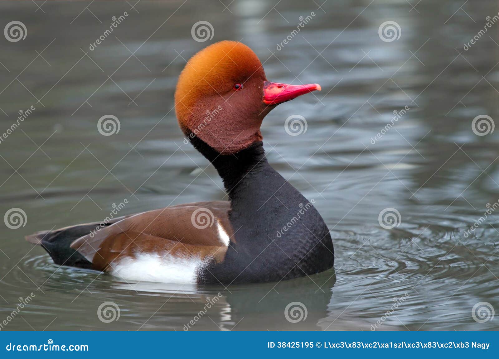 Red Crested Pochard (Netta Rufina) Male Stock Image - Image of avian ...