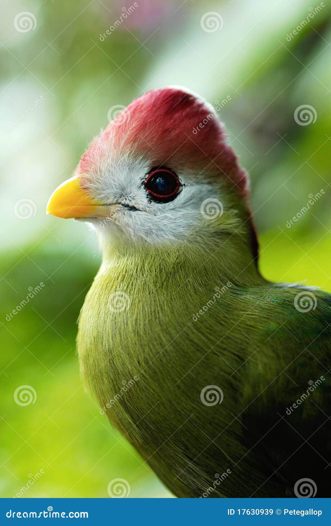 Red-crested Turaco bird stock image. Image of africa - 17630939