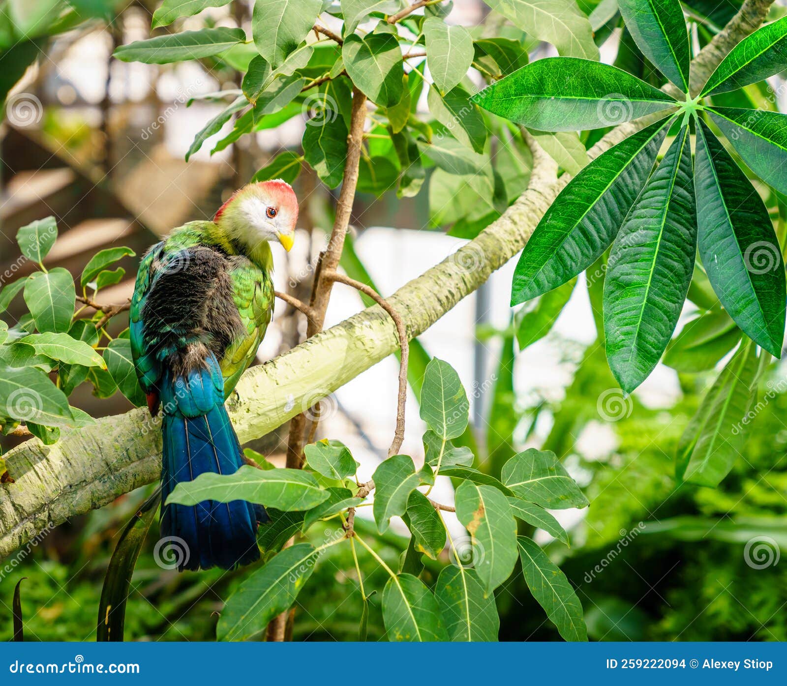 Red-crested turaco stock photo. Image of species, redcrested - 259222094