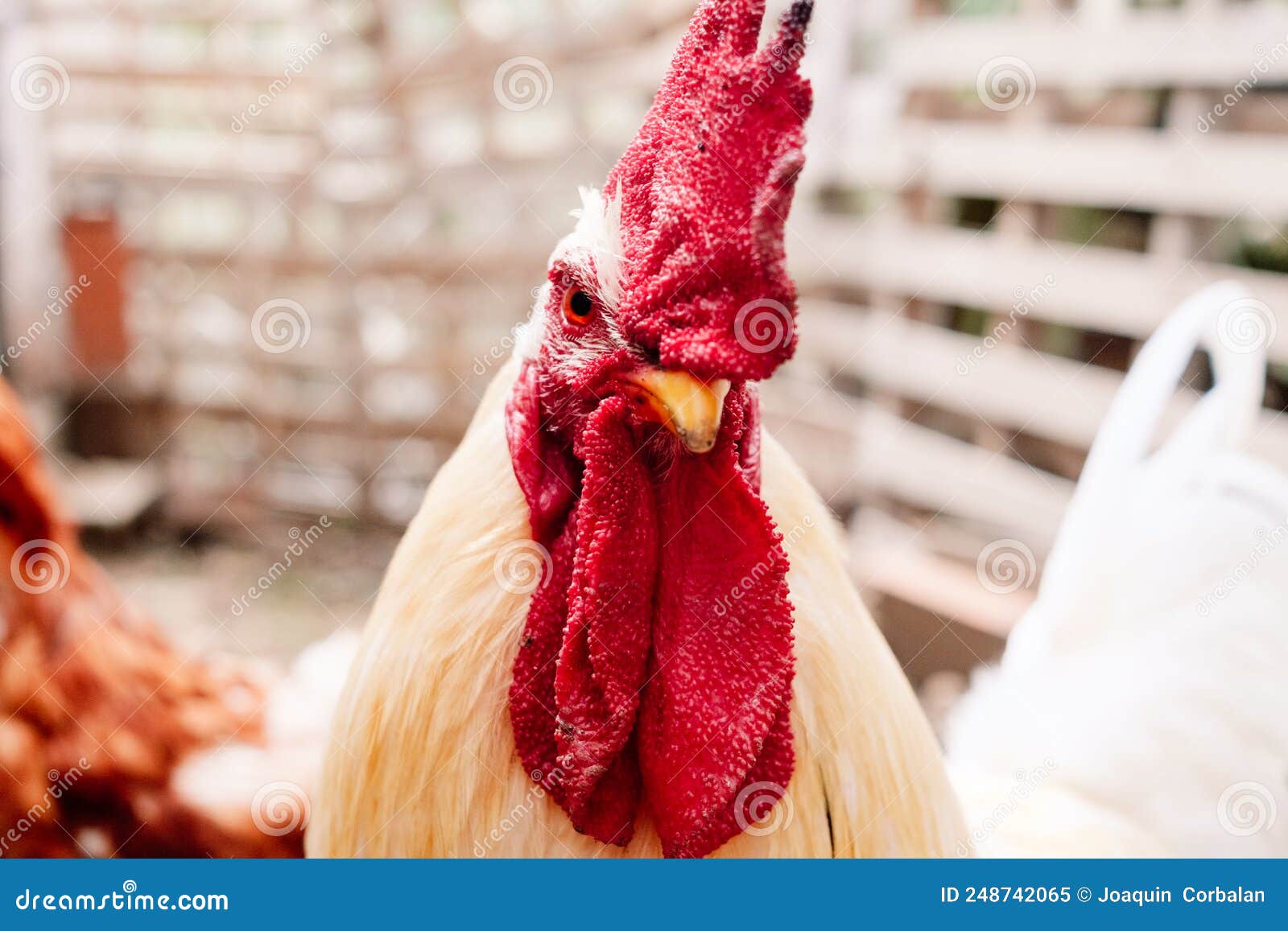 Red-crested White Rooster Looking at the Camera Stock Image - Image of ...