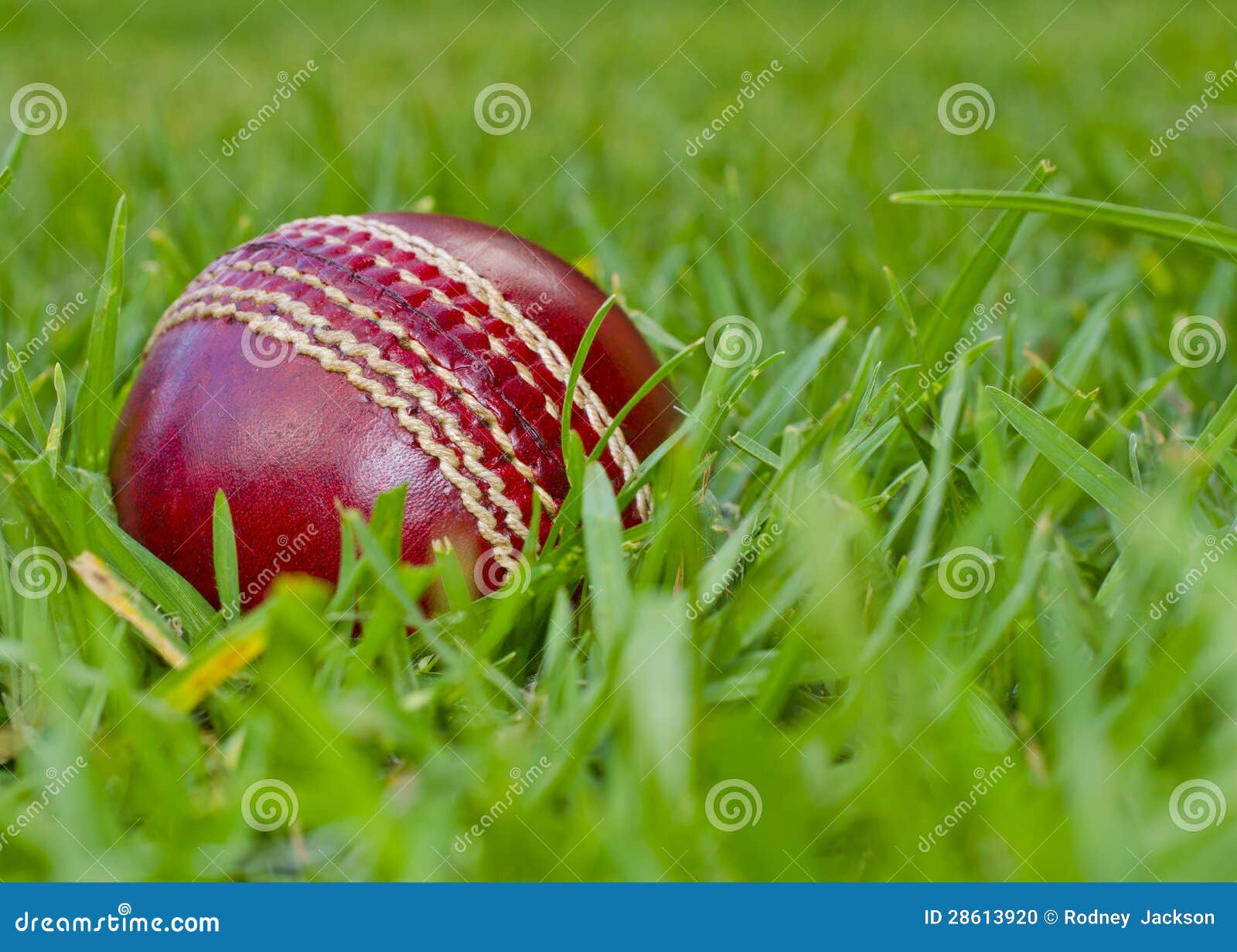 Red Cricket Ball in Green Grass Stock Photo - Image of success, holding ...