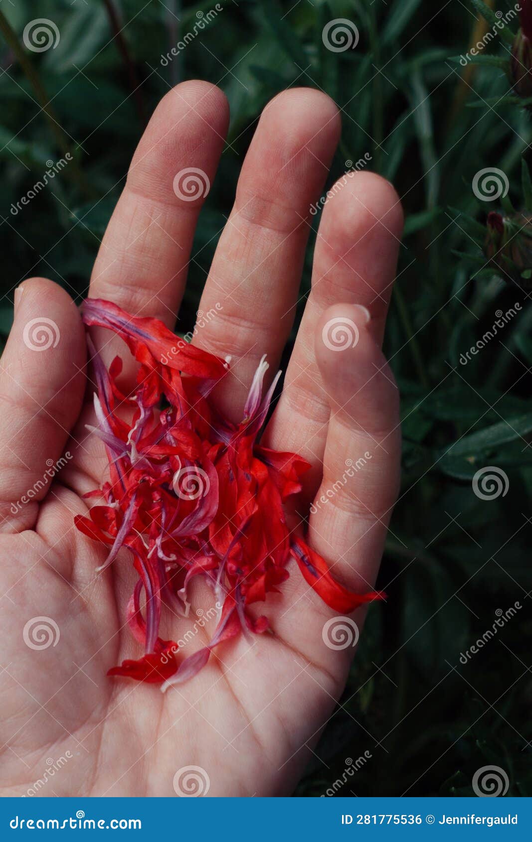 Red Crimson Feathers Poppies Petals in a Hand Stock Photo - Image of ...