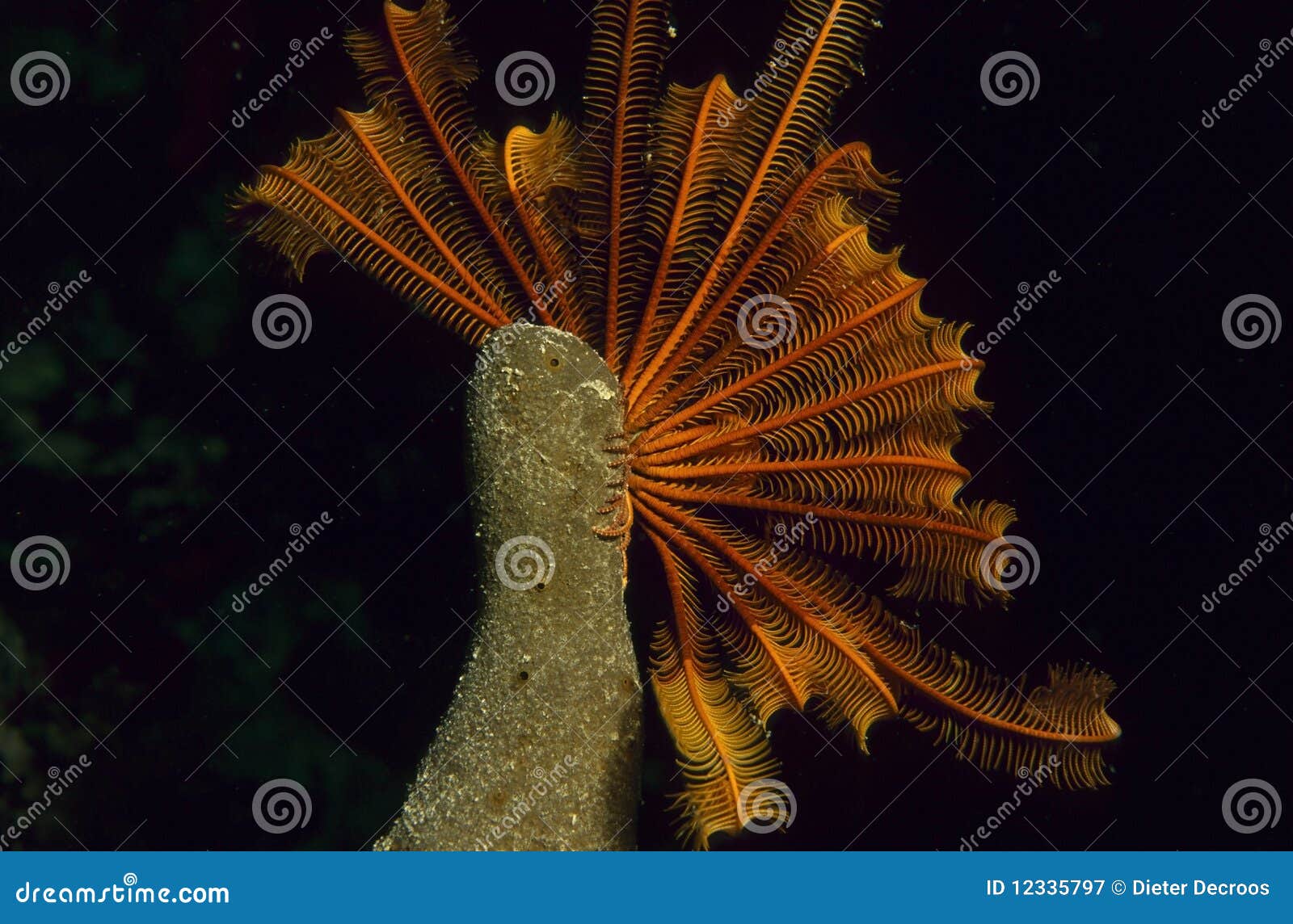 Red crinoid on spounge stock image. Image of fish, sport - 12335797
