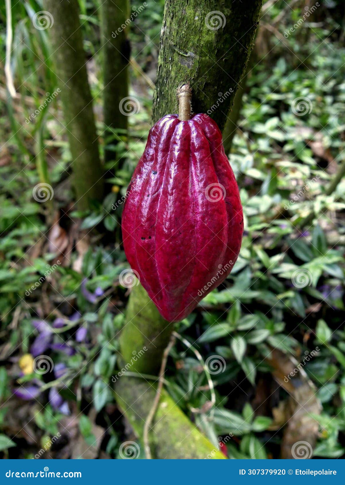 Red Criollo Cacao Pod Growing on Theobroma Cacao Tree Stock Photo ...