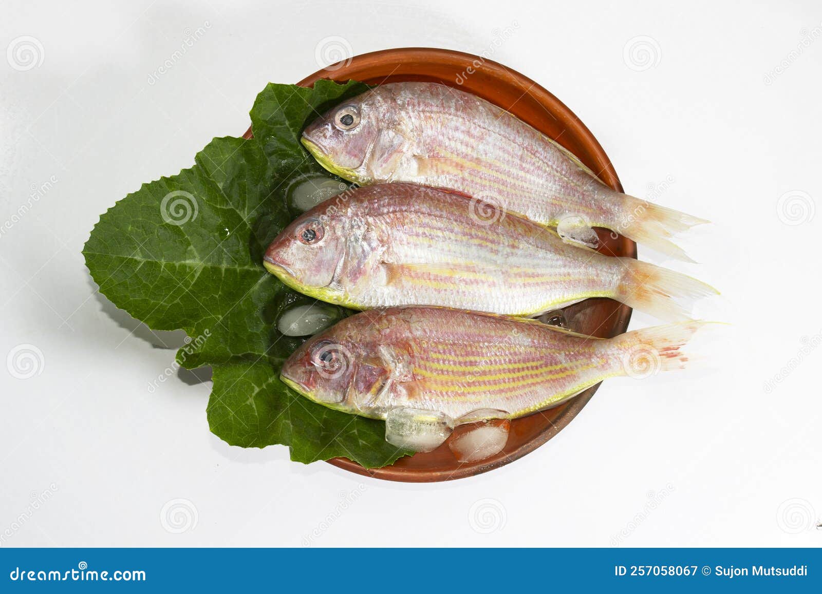 Red Croaker, Lal Poa, Pama, Seafood Stock Image - Image of meal ...