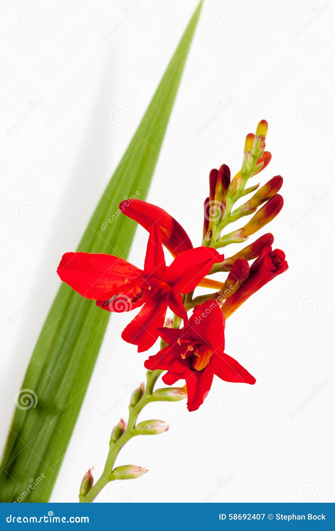 7,331 Red Crocus Stock Photos - Free & Royalty-Free Stock Photos from ...