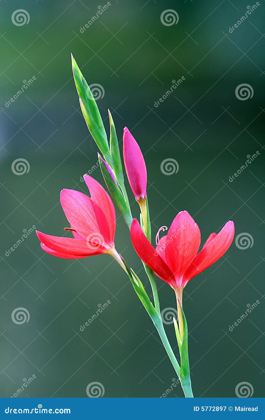 Red crocus flowers stock image. Image of petal, flowering - 5772897