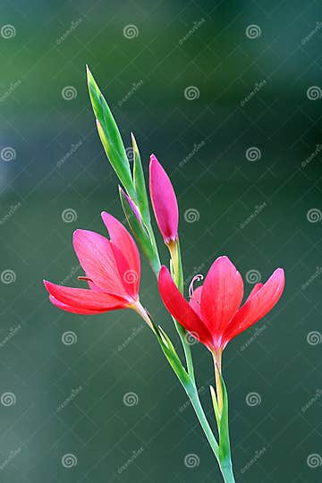 Red crocus flowers stock image. Image of petal, flowering - 5772897