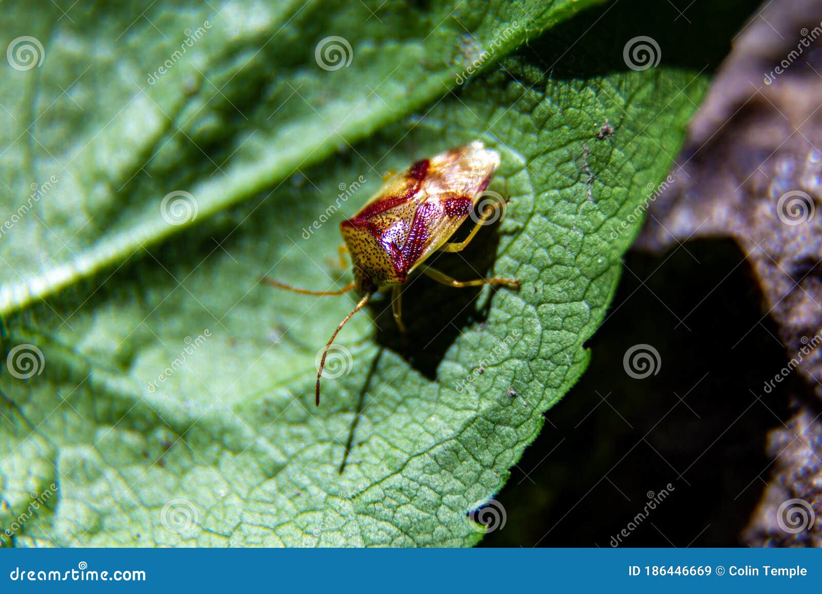 Red Cross Shield Bug on a Leaf Stock Image - Image of green, wildlife ...