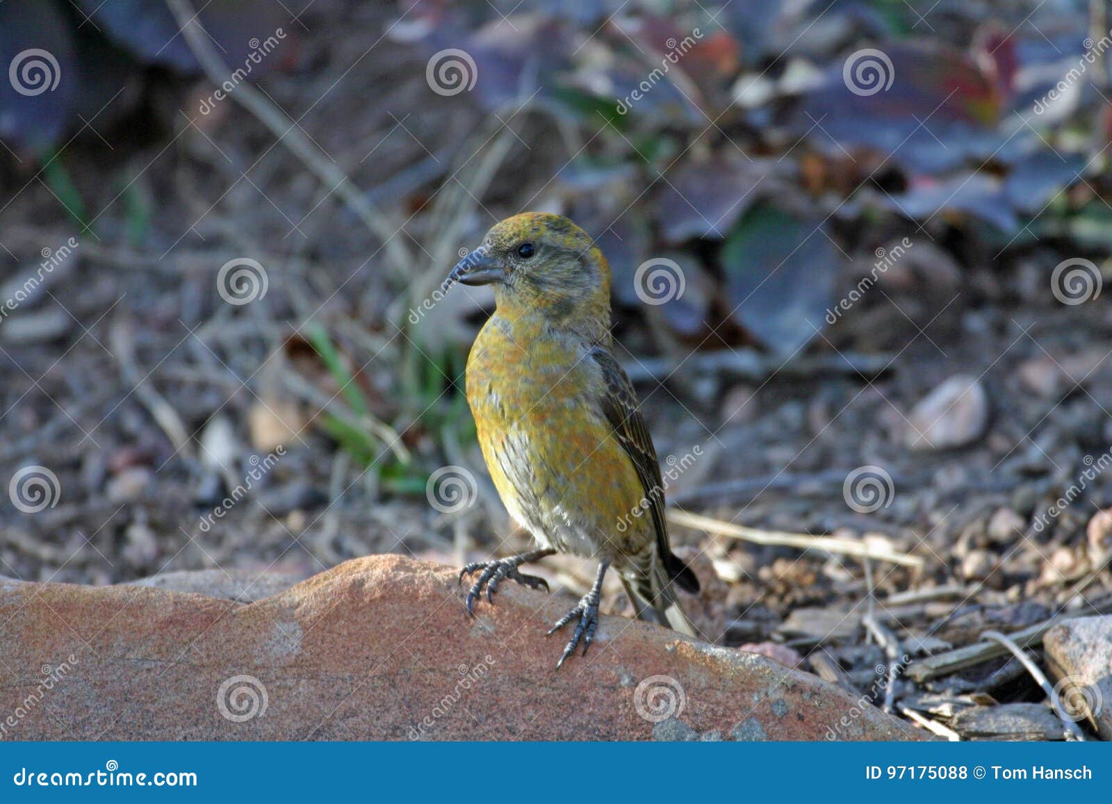 Red Crossbill stock photo. Image of curvirostra, bird - 97175088