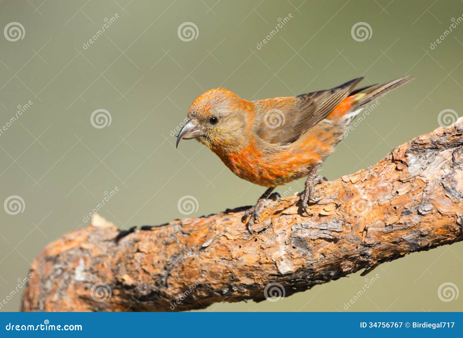 Red Crossbill - Male stock image. Image of male, perching - 34756767