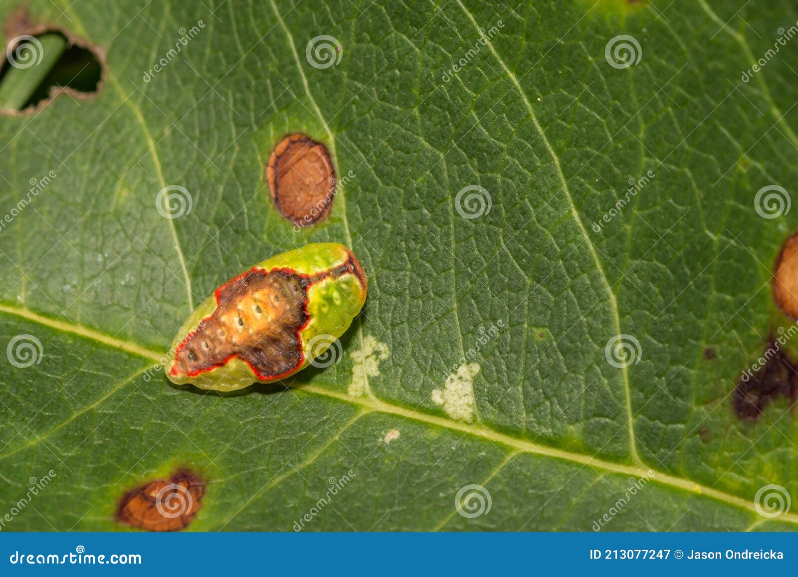 Red-Crossed Button Slug stock image. Image of camouflage - 213077247