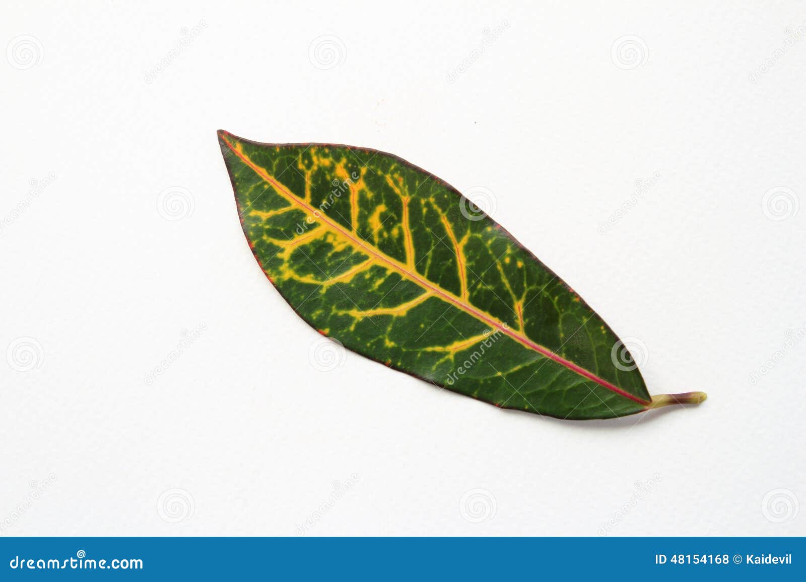 Croton Leaf - Codiaeum Variegatum Stock Photography | CartoonDealer.com ...