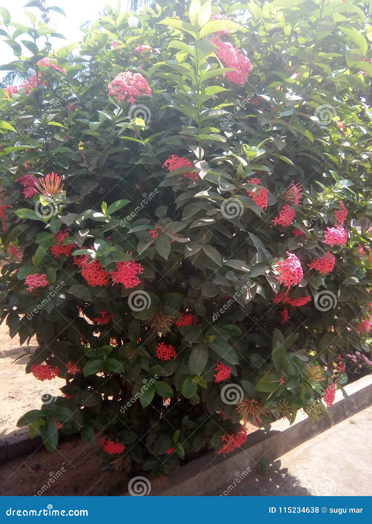 Red crotons stock photo. Image of flower, crotons, nursary - 115234638