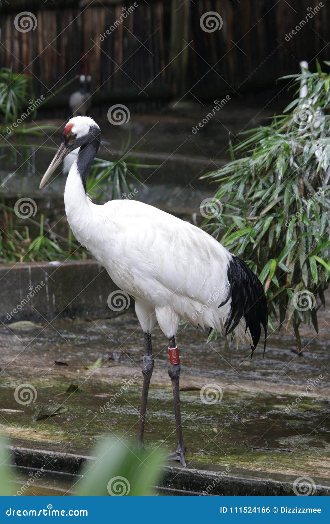 Red Crown crane stock photo. Image of park, japan, wildlife - 111524166