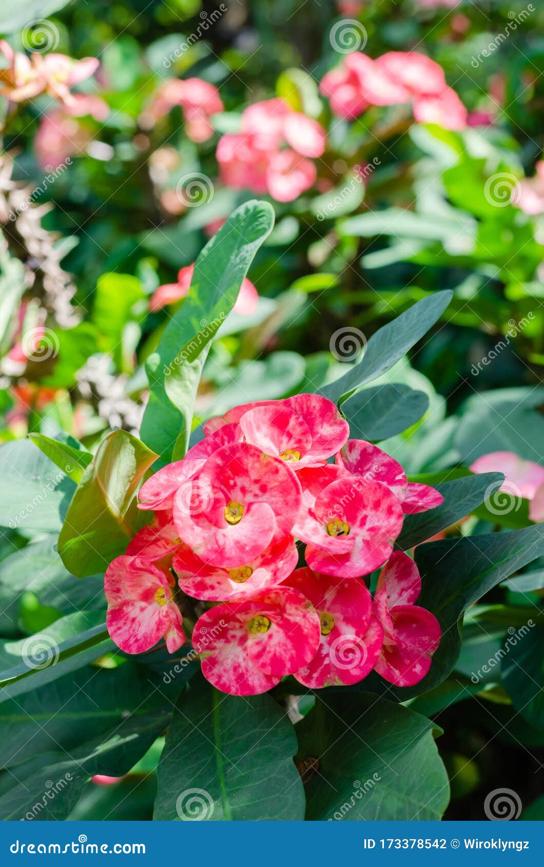 Red Crown of Thorns Flower or Euphorbia Milii is Botanical Name is ...