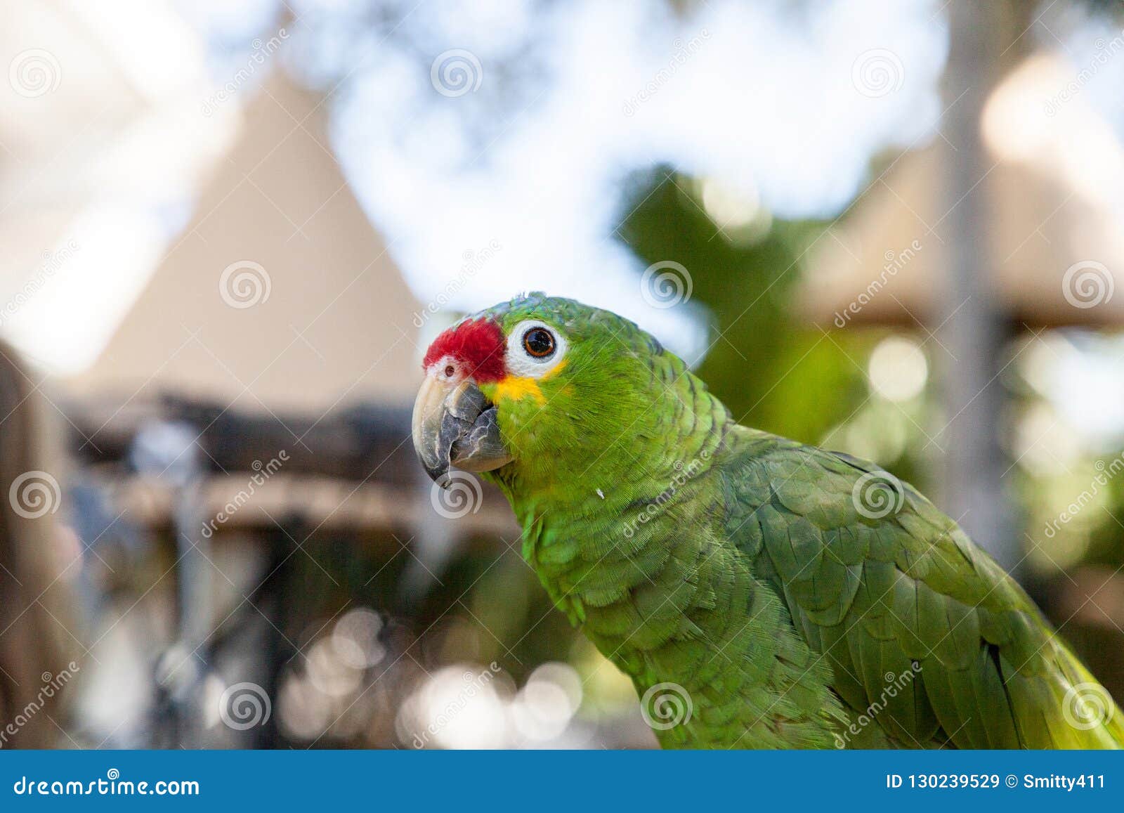 Red-crowned Amazon Amazona Viridigenalis Stock Image - Image of ...