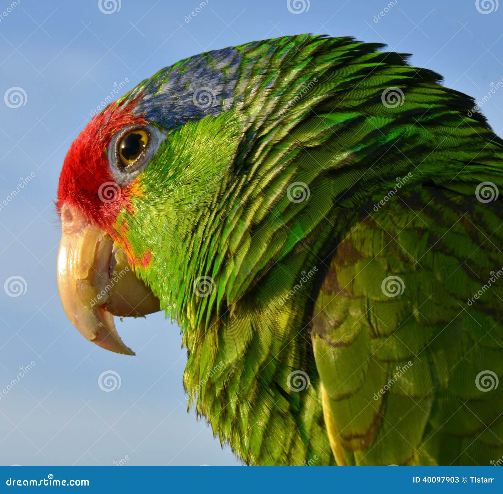 Red Crowned Amazon Stock Photo - Image: 40097903