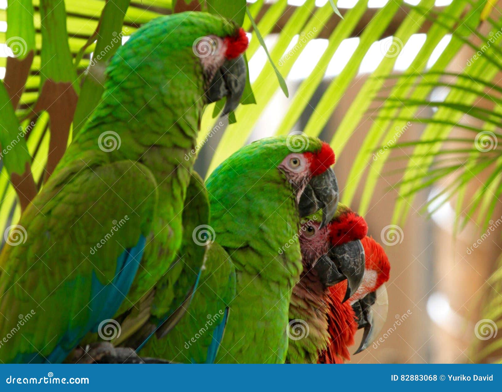 Red-crowned Amazon Parrot, Amazon Parrot Stock Photo - Image of ...