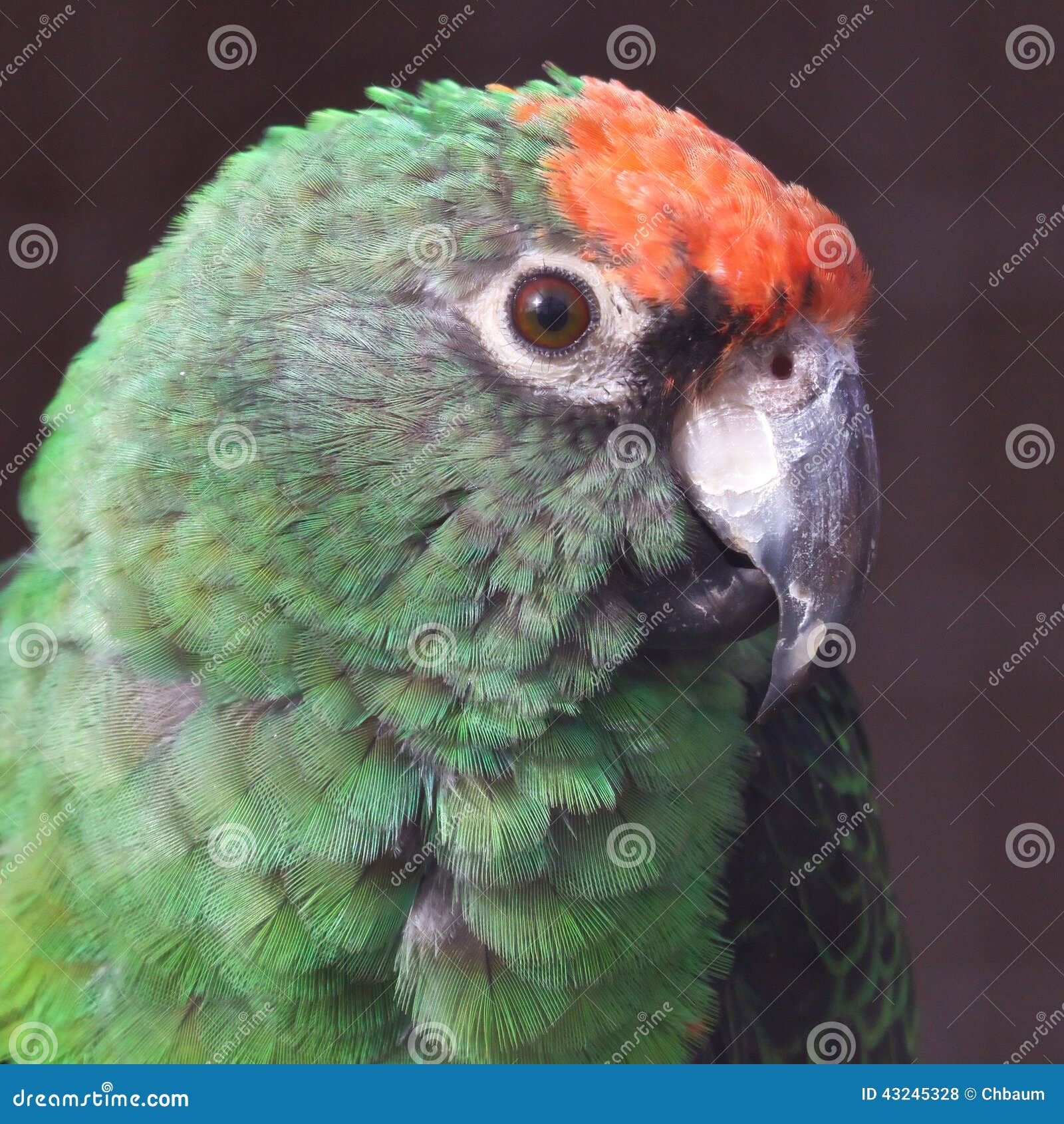 Red-crowned Amazon 03 stock photo. Image of perched, animal - 43245328
