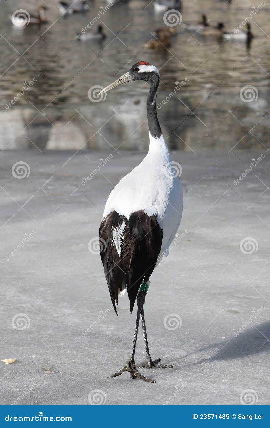 Red Crowned Crane Birds Together, Also Known As Japanese Crane,animal ...