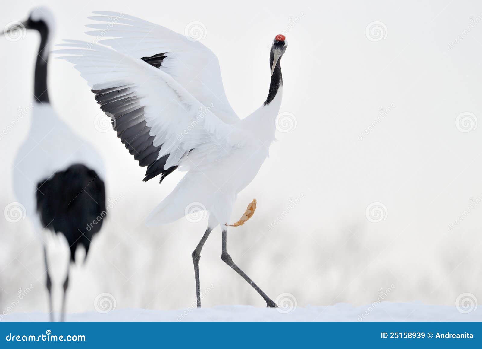 Red-Crowned Crane stock image. Image of dance, display - 25158939