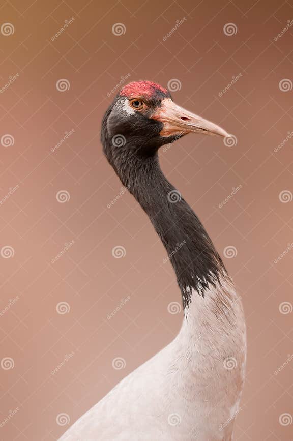 Red-crowned crane stock image. Image of beautiful, domestication - 25785137