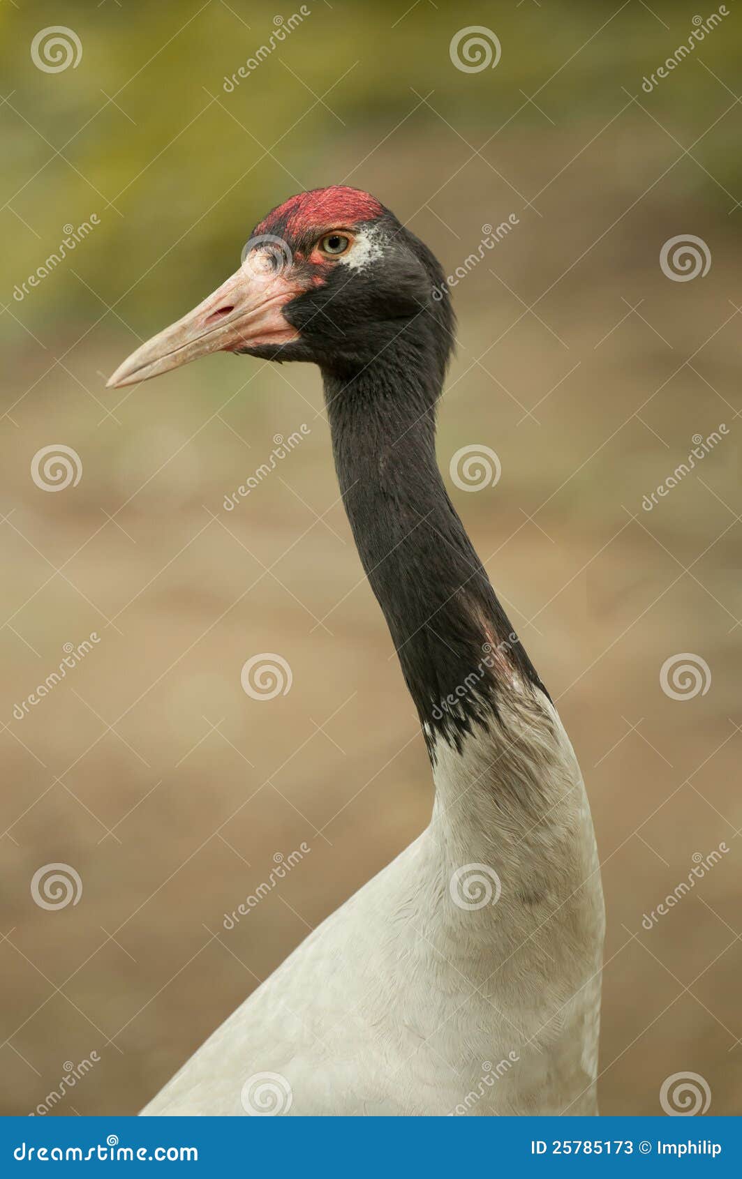 Red-crowned crane stock image. Image of grus, crane, conservation ...