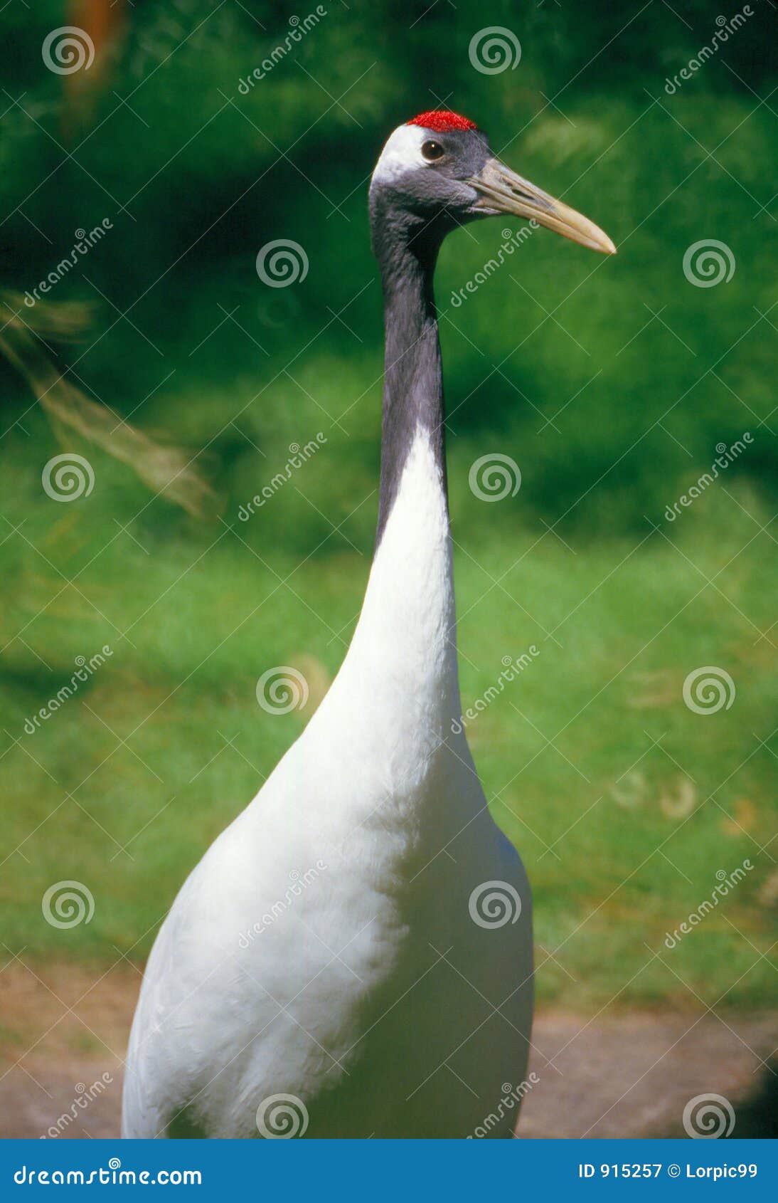 Red Crowned Crane stock image. Image of china, dance, crane - 915257