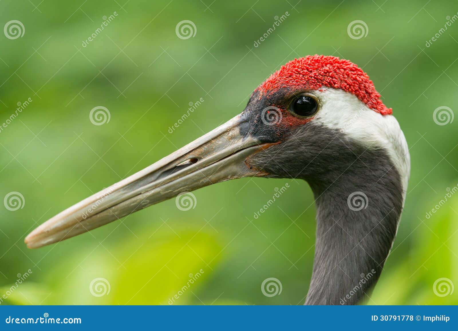 Red crowned crane stock photo. Image of animal, nature - 30791778