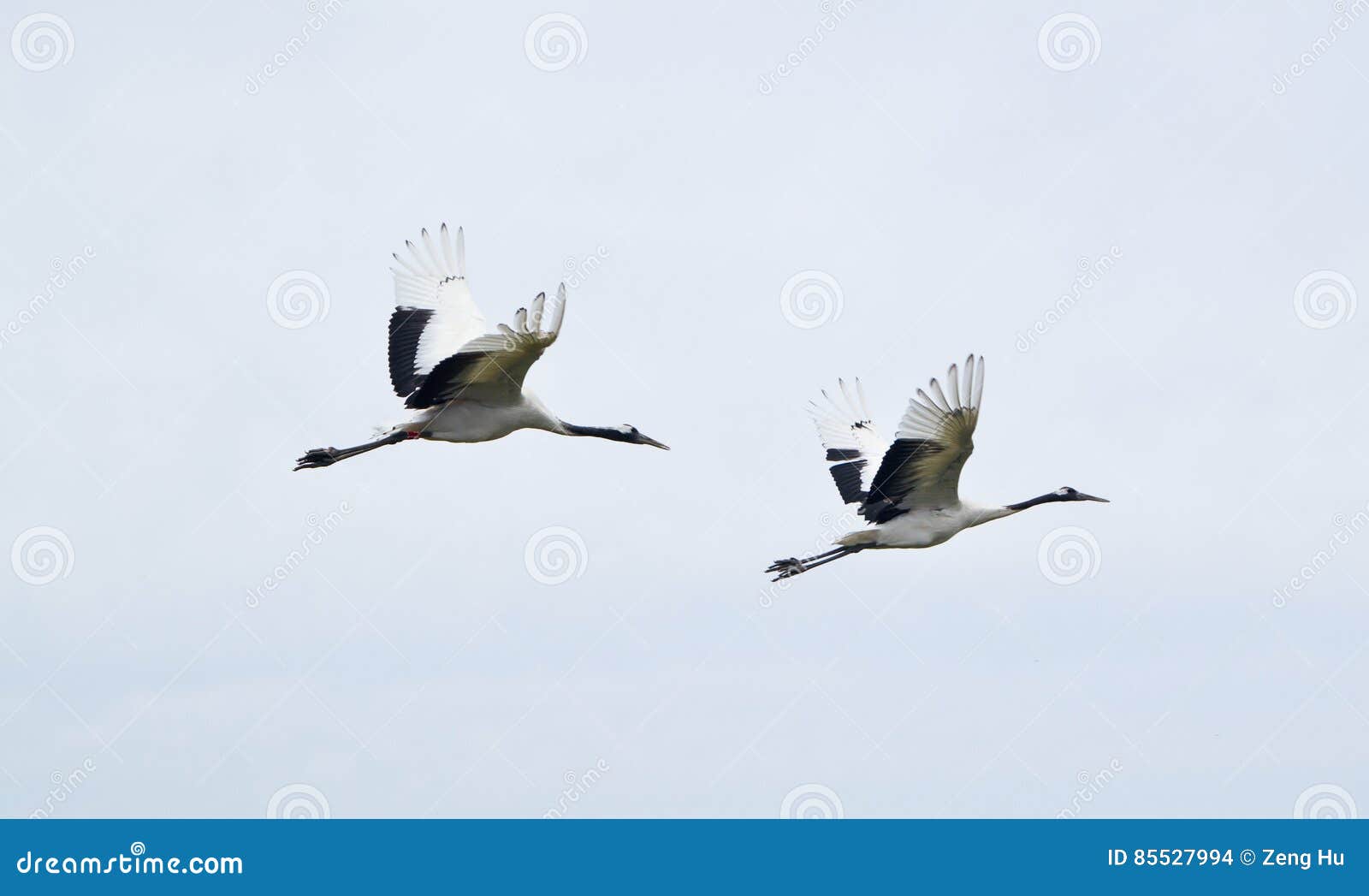 Red-crowned crane stock photo. Image of group, birds - 85527994