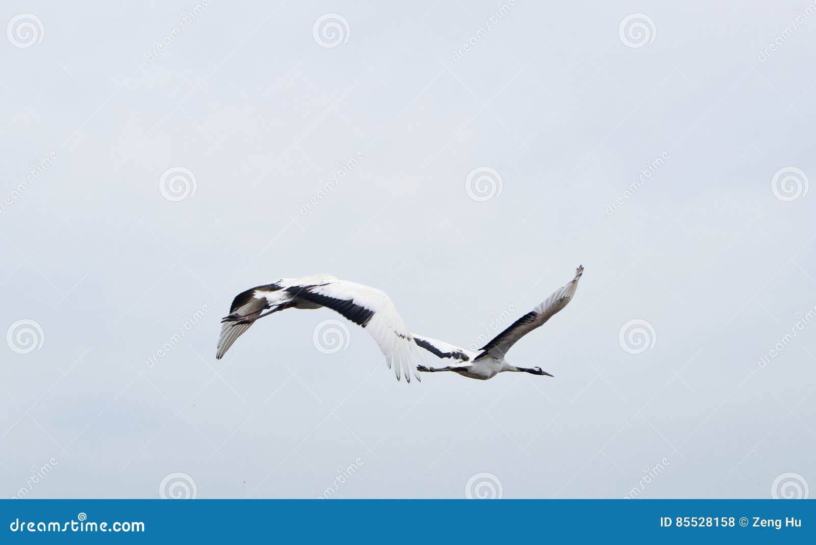 Red-crowned crane stock photo. Image of birds, crowned - 85528158