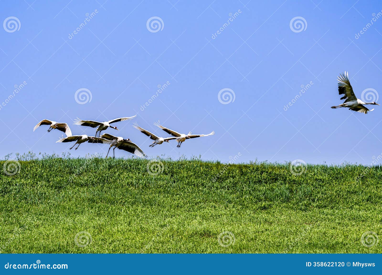 Red-crowned Crane Flying in the Sky Stock Photo - Image of animal ...