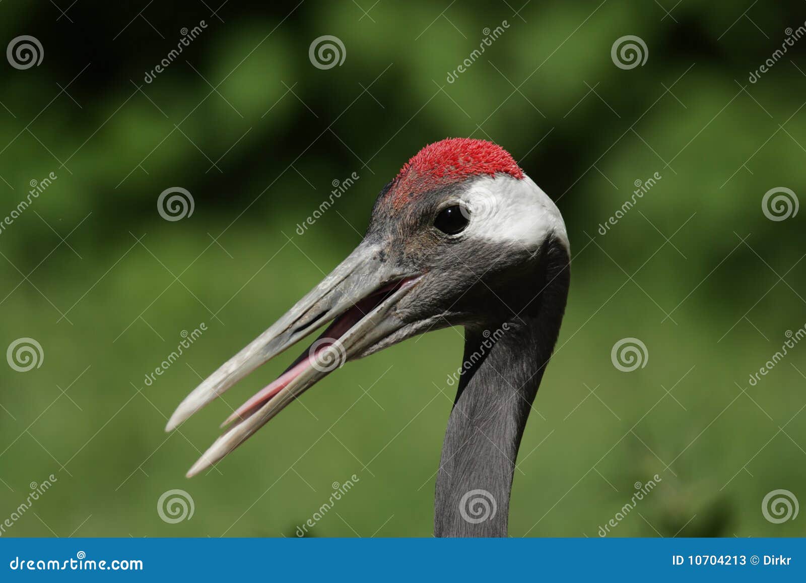 Red-crowned Crane (Grus Japonensis) Stock Image - Image of animal, head ...