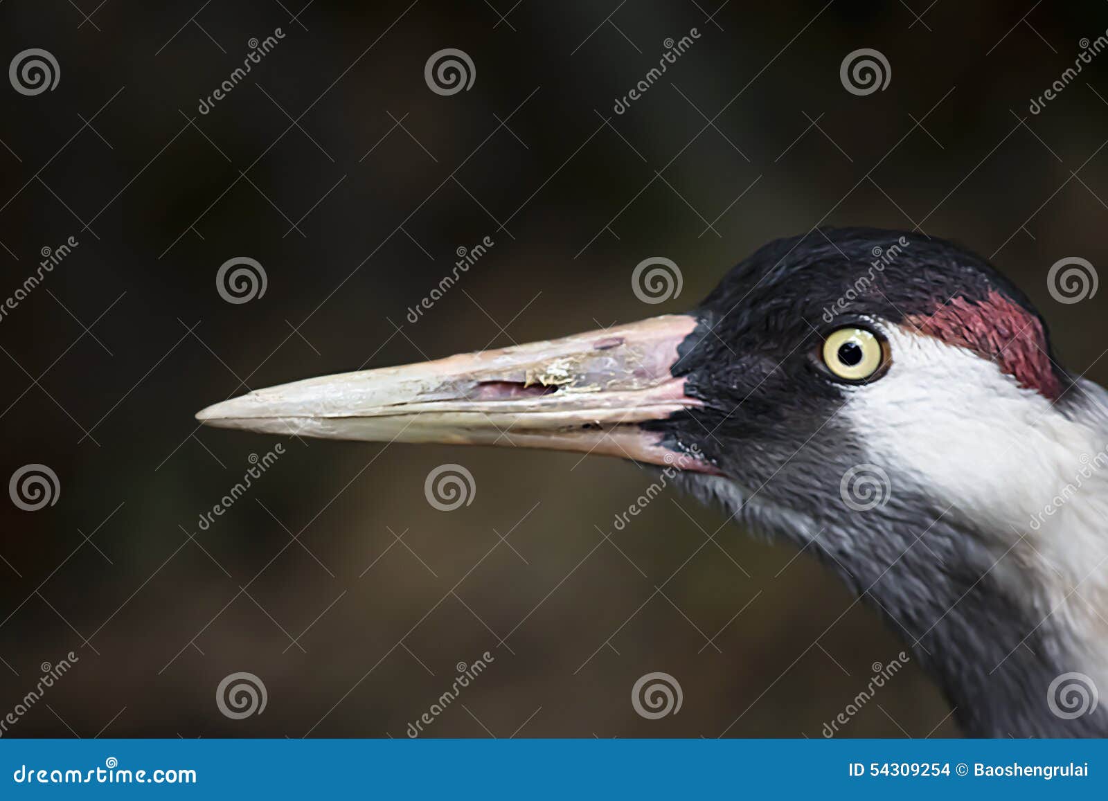 Red-crowned Crane head stock photo. Image of grus, japanese - 54309254