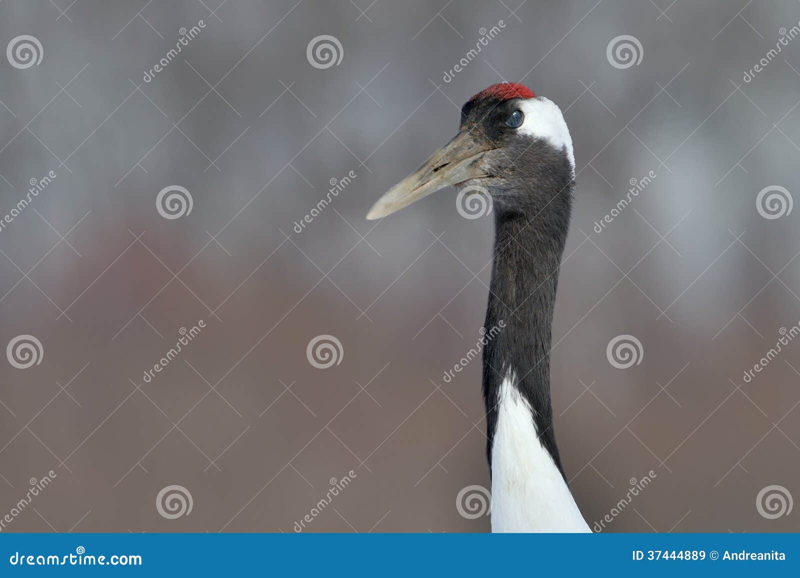 Red-Crowned Crane stock image. Image of colors, portrait - 37444889