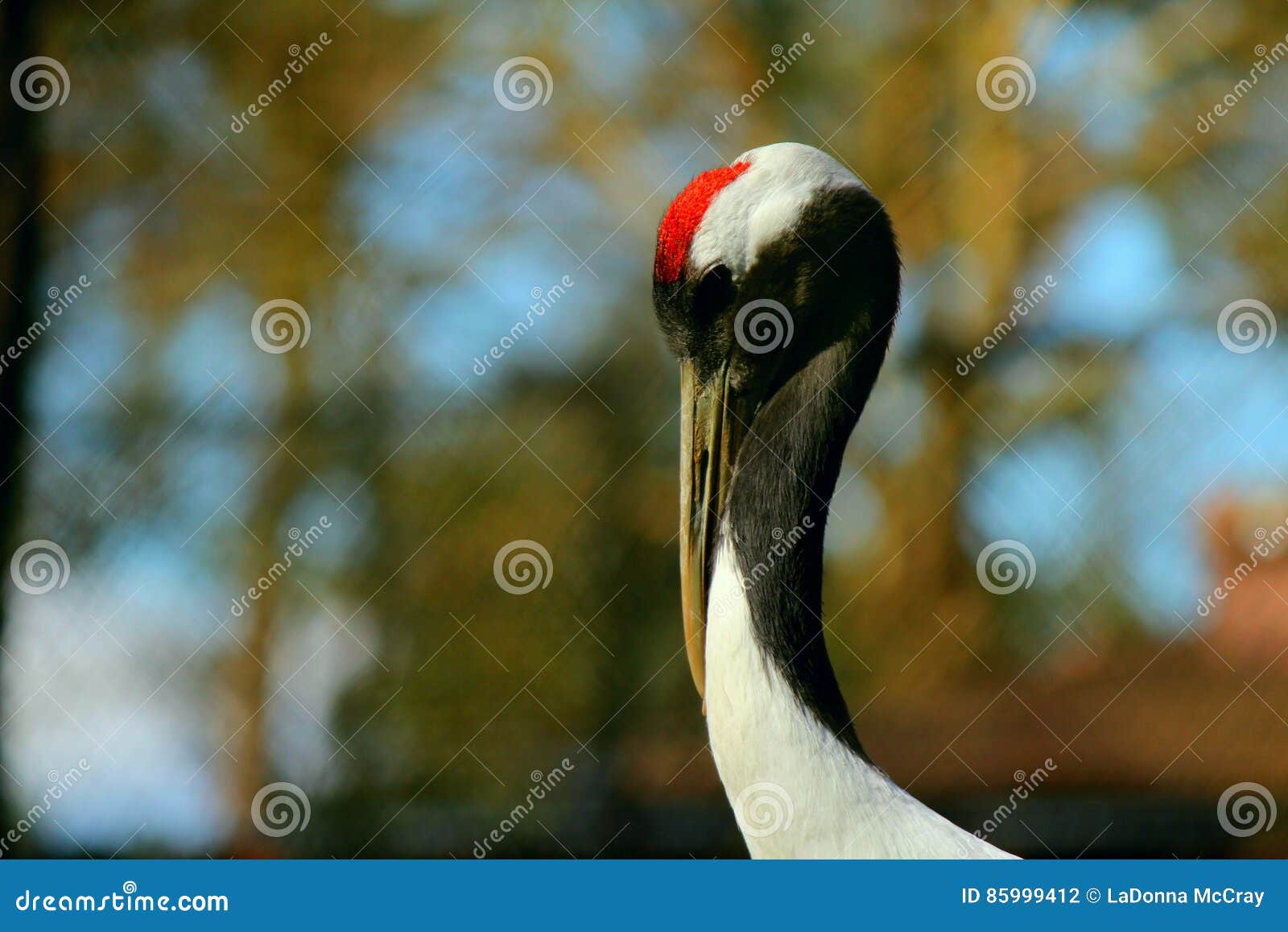 A red crowned crane stock photo. Image of bird, crowned - 85999412