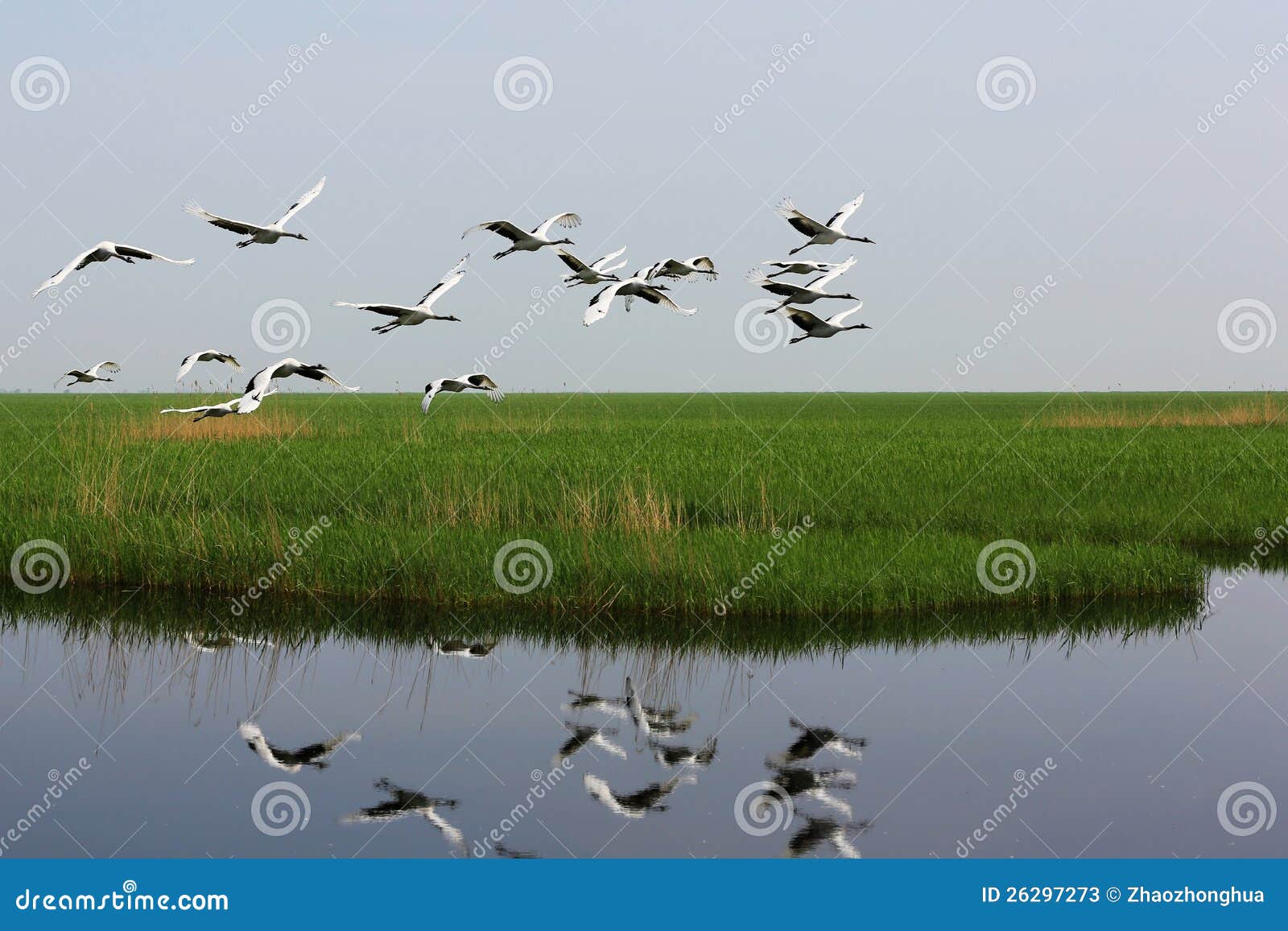 Red-crowned Crane To Take Off Stock Image - Image of freedom, outdoors ...