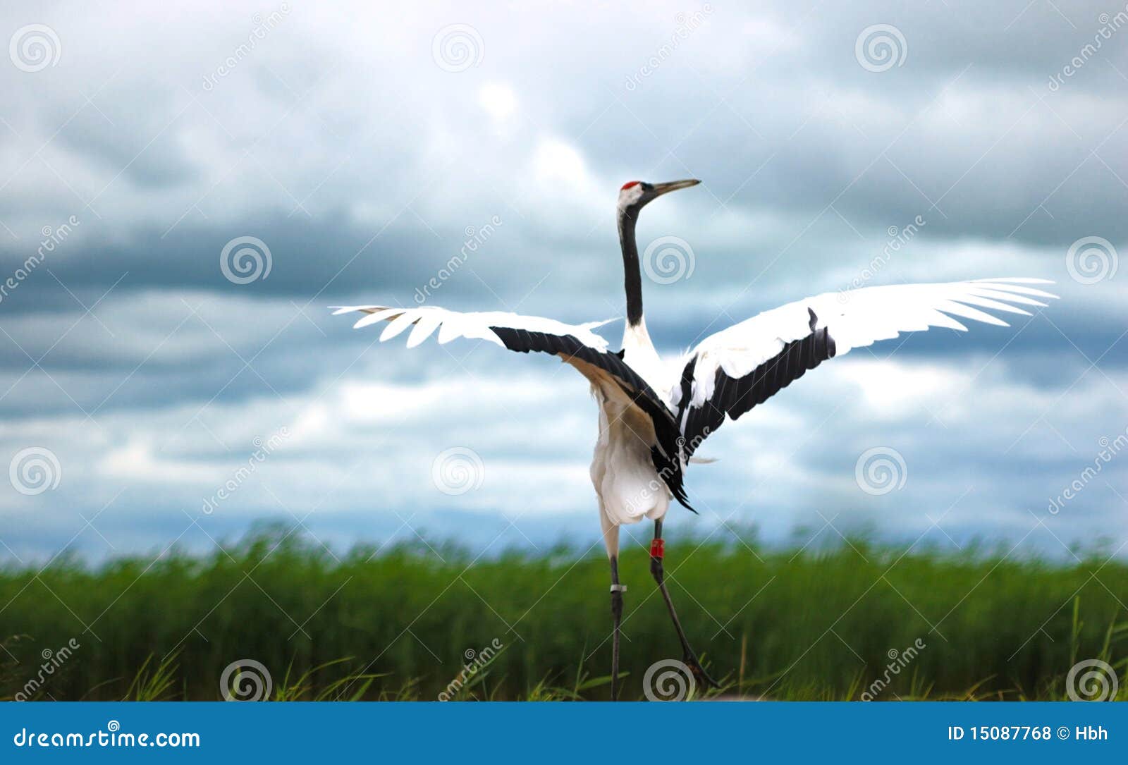 Red-crowned cranes stock photo. Image of outdoor, life - 15087768