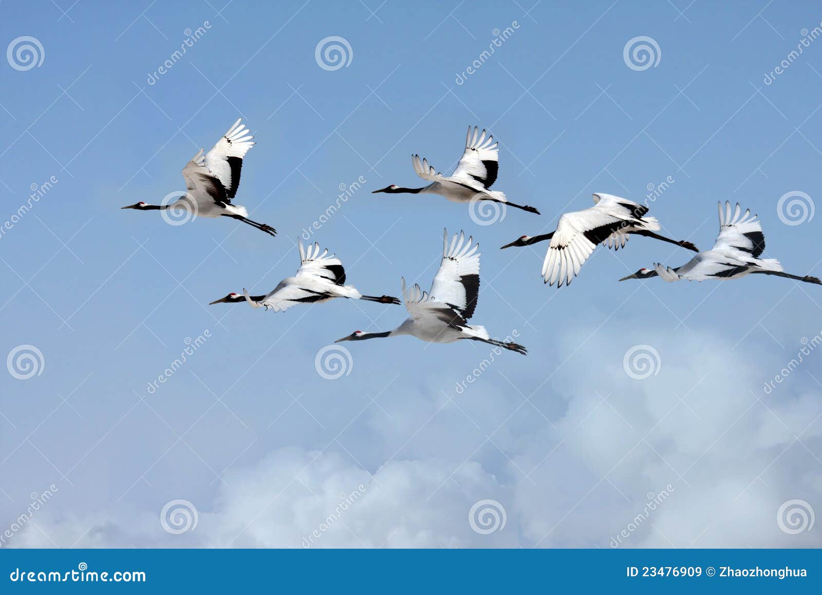 Red-crowned Cranes Fly in the Sky. Stock Image - Image of asia, crowned ...